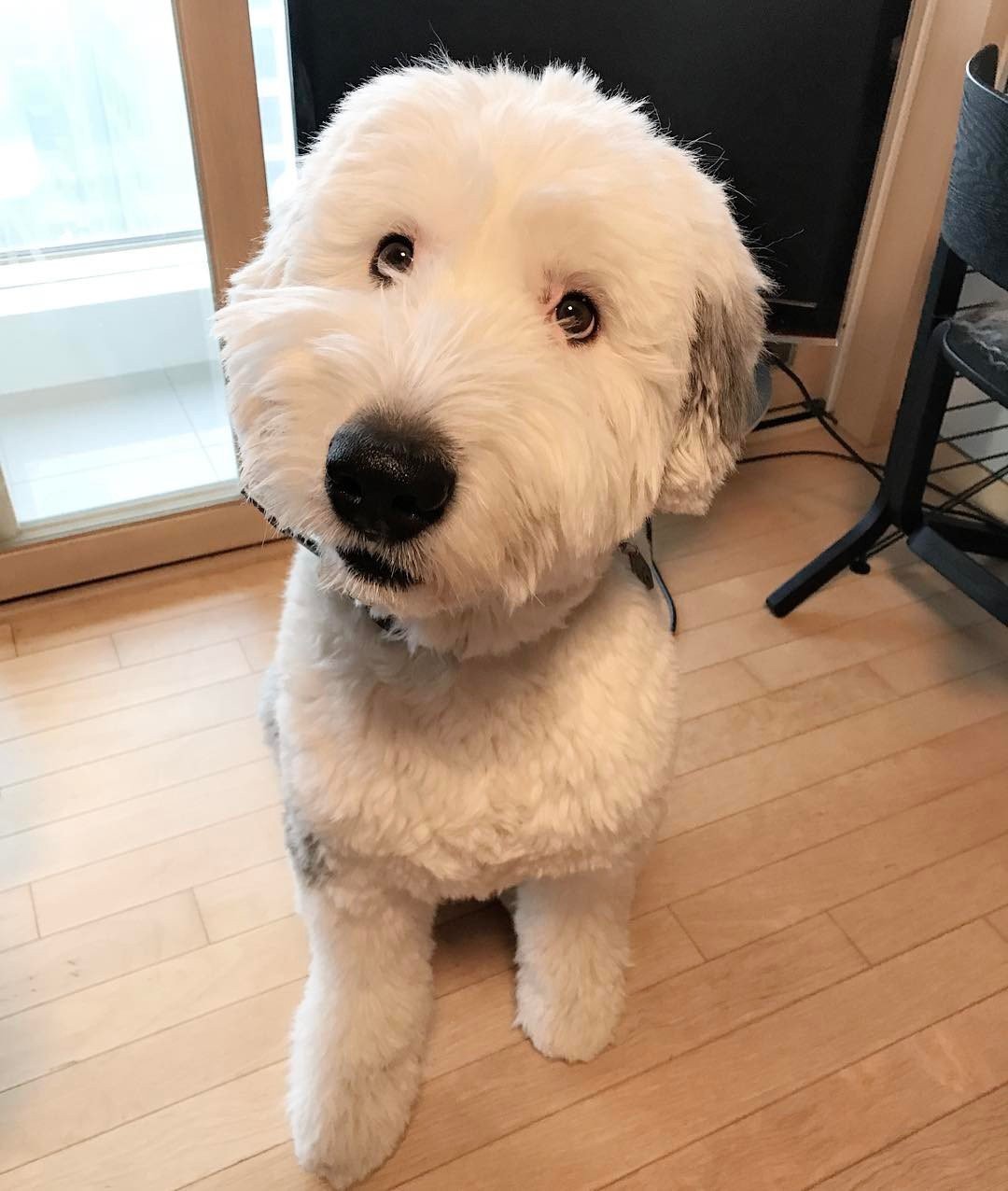 一露萌倒你！古代牧羊犬掀開瀏海的反差萌你看過嗎？ | ETtoday寵物雲 | ETtoday新聞雲