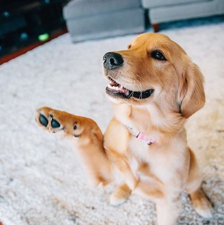 胶州办证 - 首页 - Home